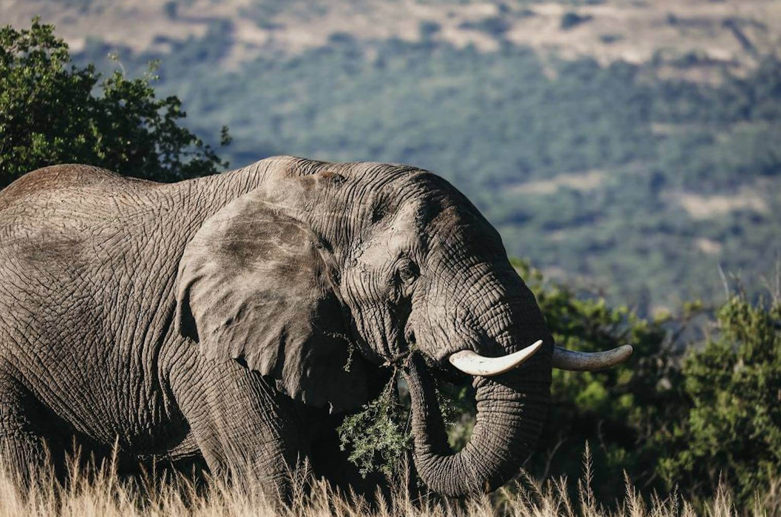 Nambiti Hills Private Game Reserve - Luxury Safari Magazine