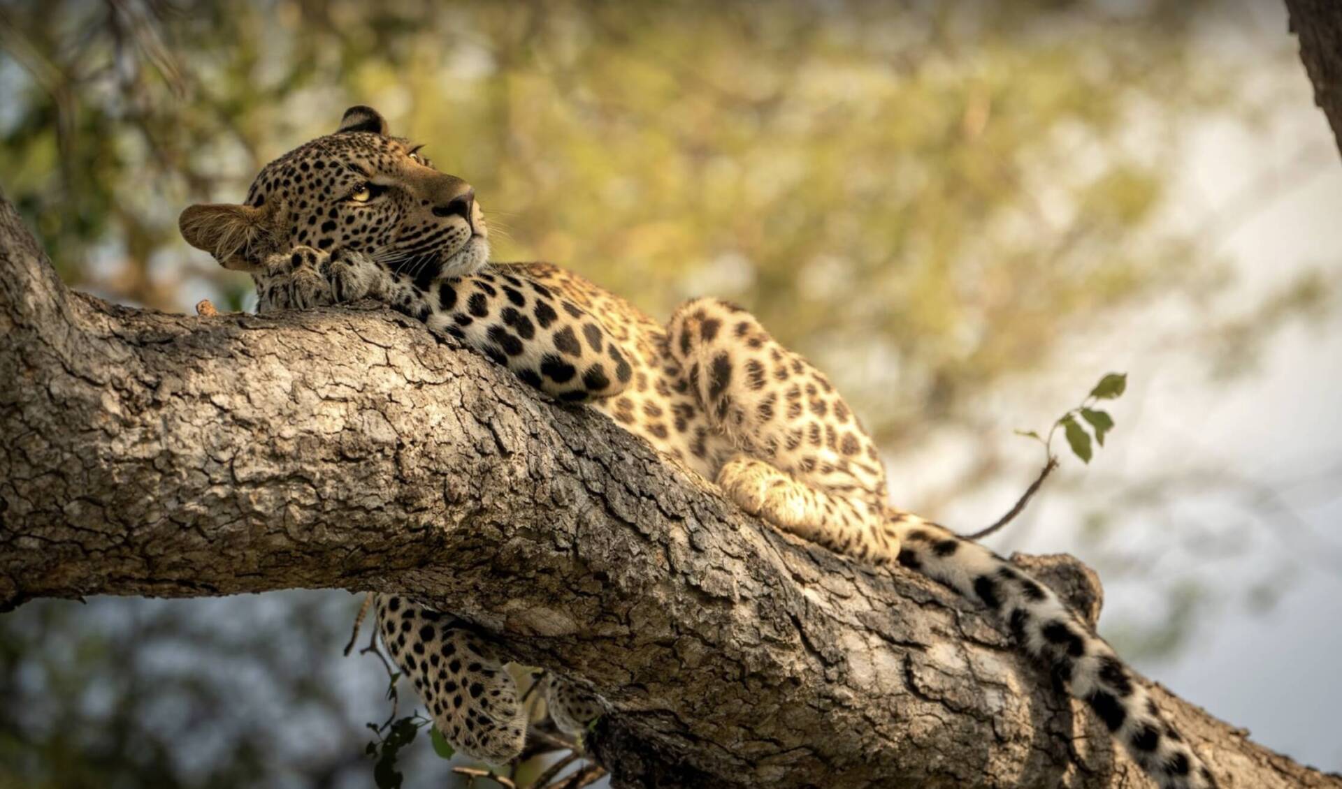 Monwana Game Lodge: Award-winning, eco-conscious lodge in the Greater ...